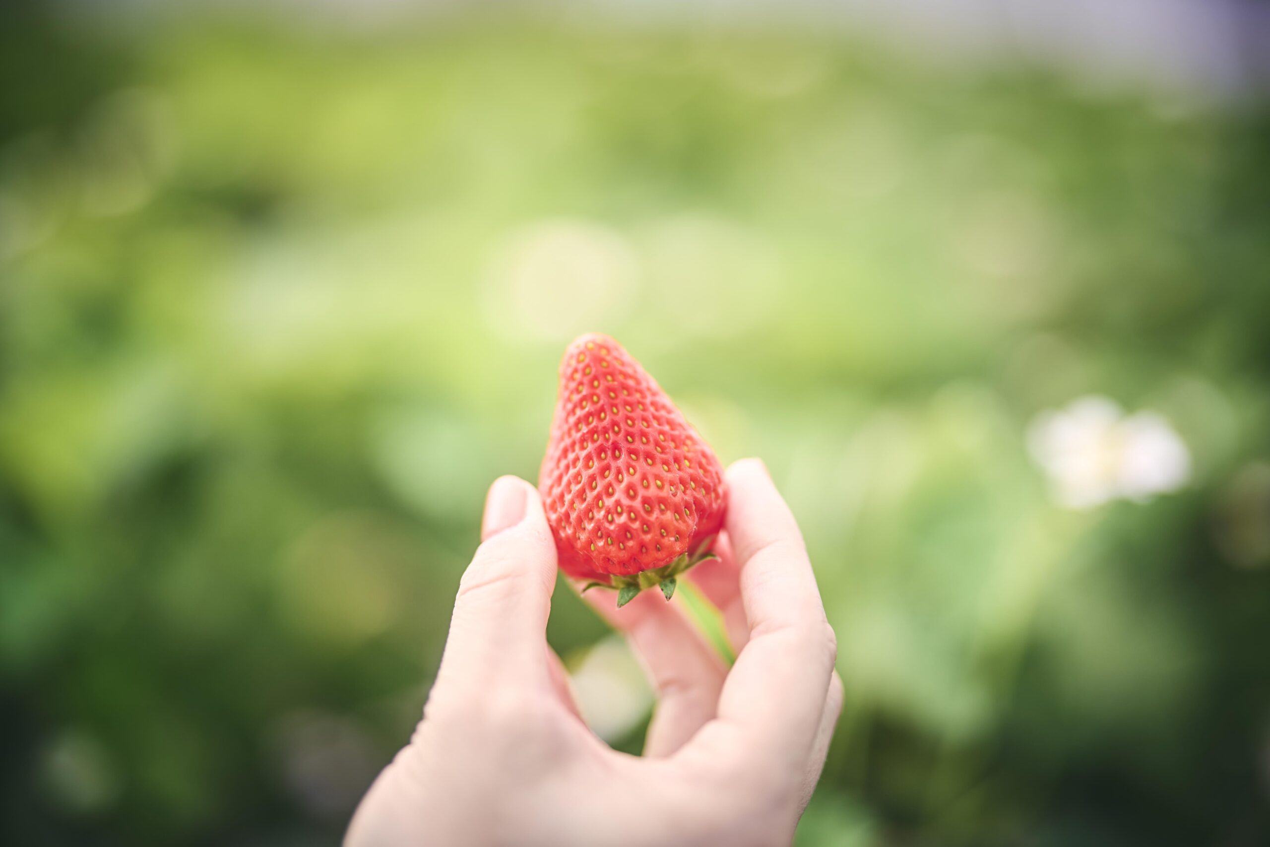 ᐅ Toyota: Liderando El Cambio Ecológico Al Cultivar Frutas Y Verduras ...