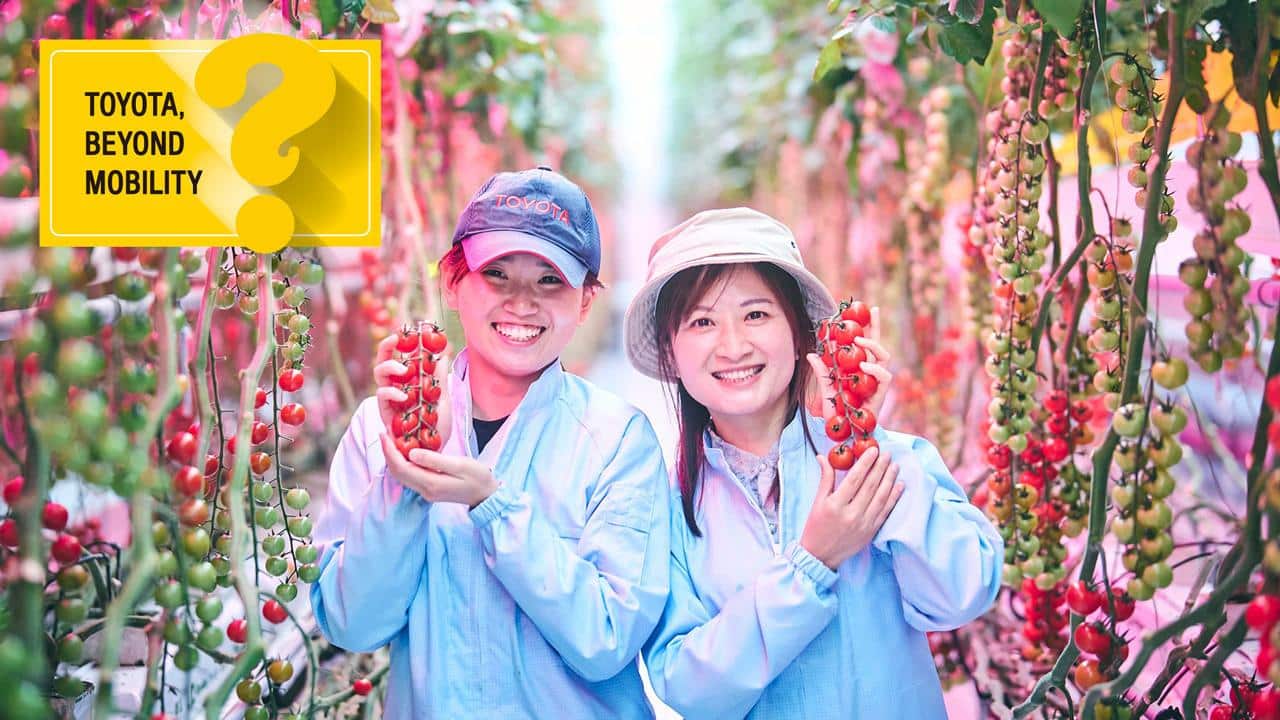 ᐅ Toyota: Liderando El Cambio Ecológico Al Cultivar Frutas Y Verduras ...